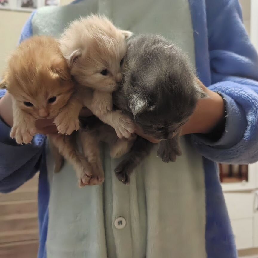 Сибирские котята