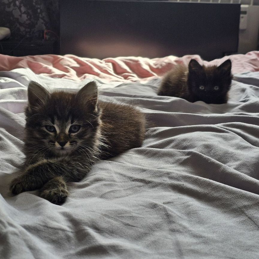 Котята в добрые руки 1 месяц