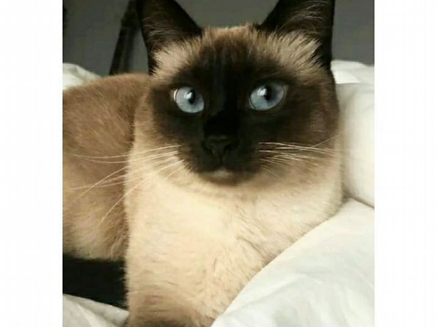 Кошка Тайская 1 год