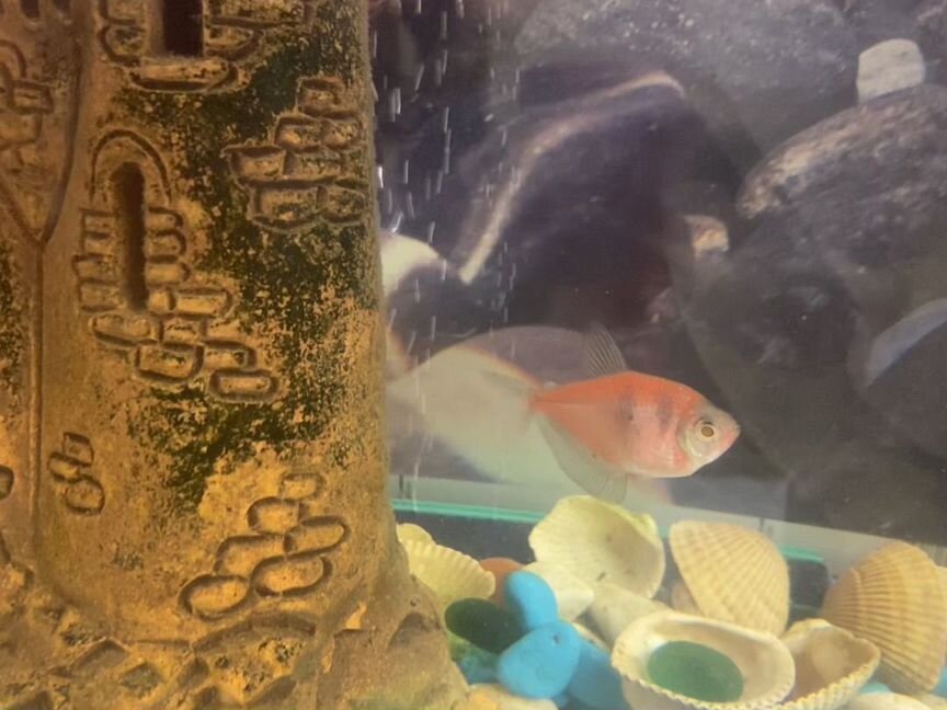 Аквариумные рыбки