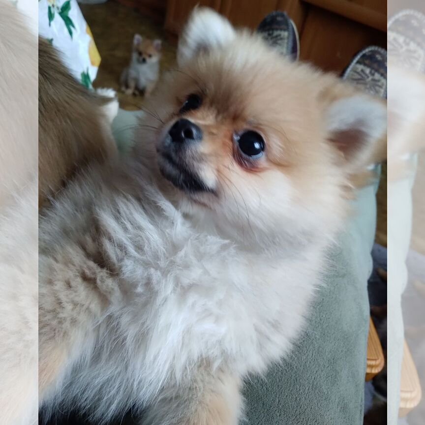 Щенок от частного владельца