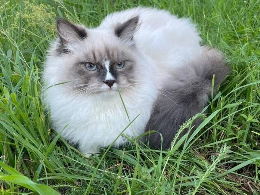 Невский котик Игнат 7 мес
