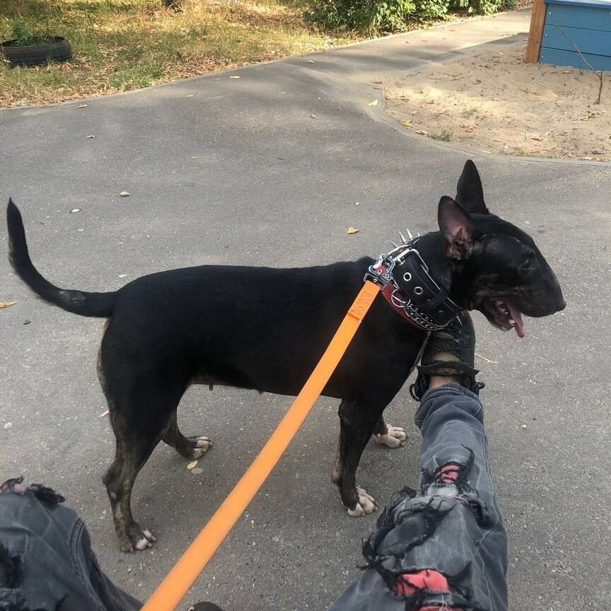 Бультерьер в добрые руки