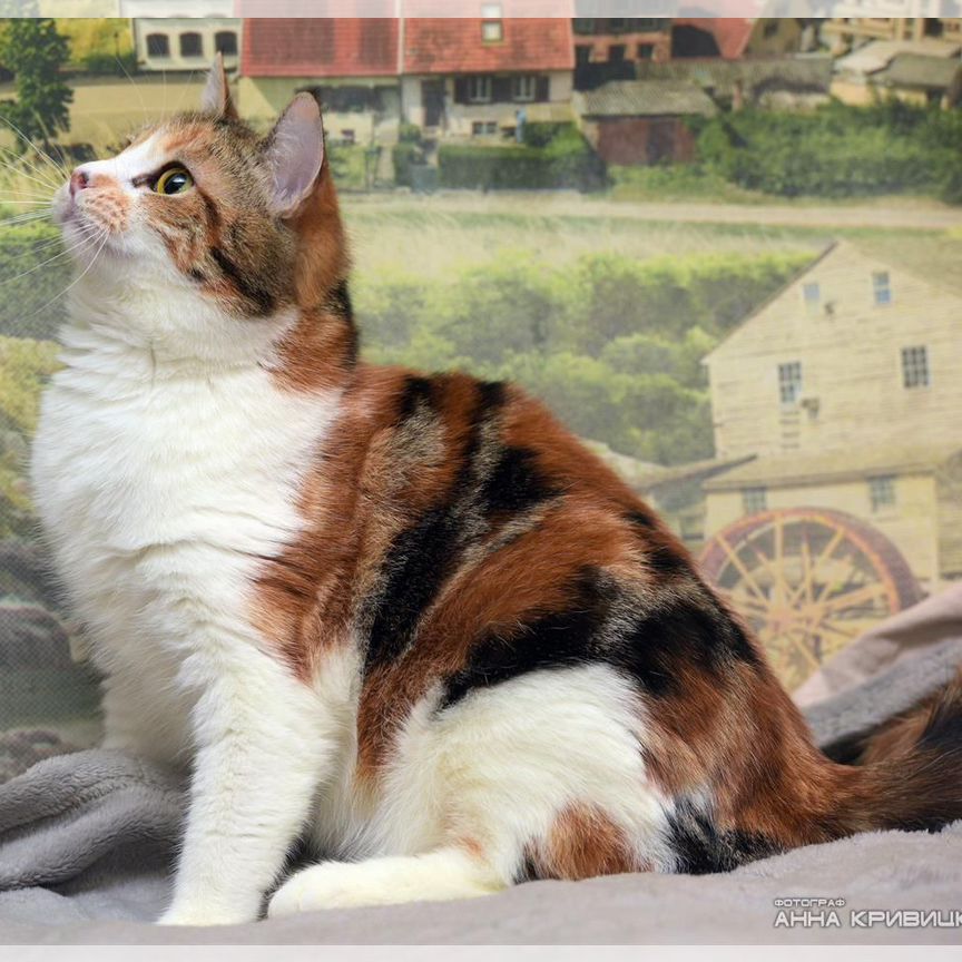 Взрослая, кошка в добрые руки