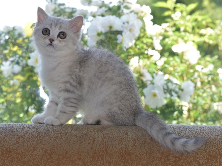 Шотландская серебристая прямоухая кошечка