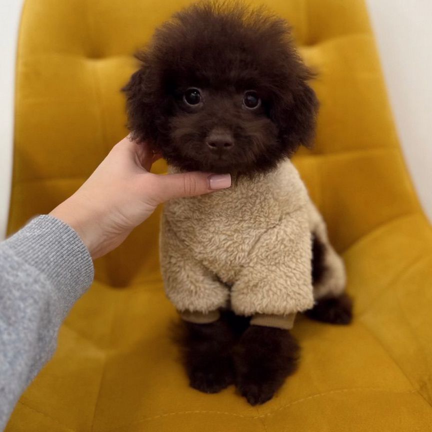 Мальтипу, щенок