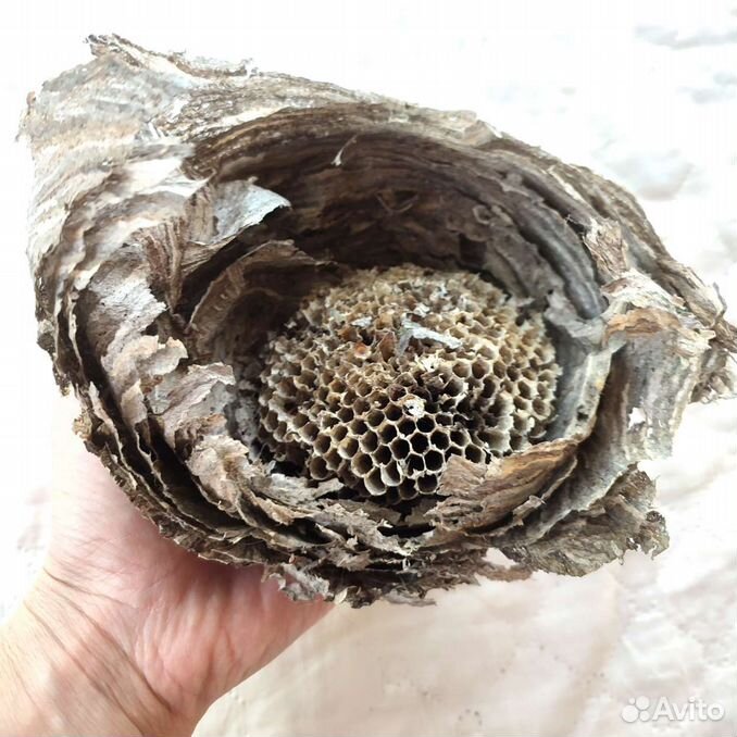 Гнездо осиное