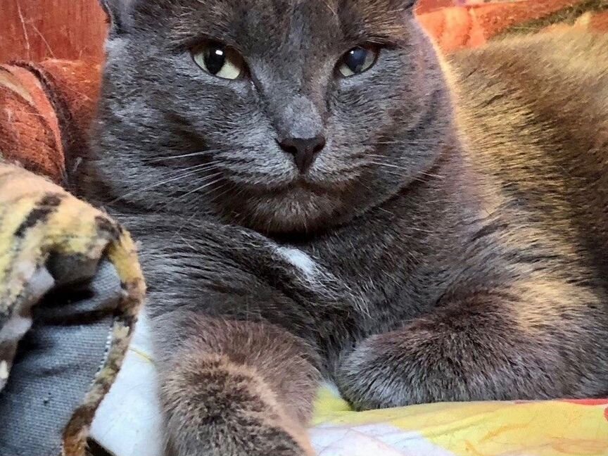 Русская голубая