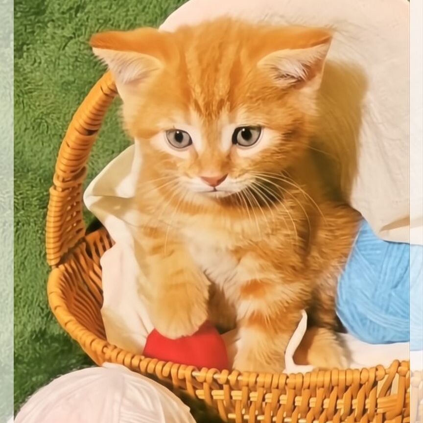 Шотландский прямоухий короткошёрстный котёнок