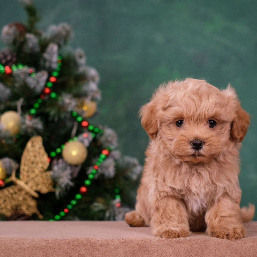 Щенки мальтипу f1 мини