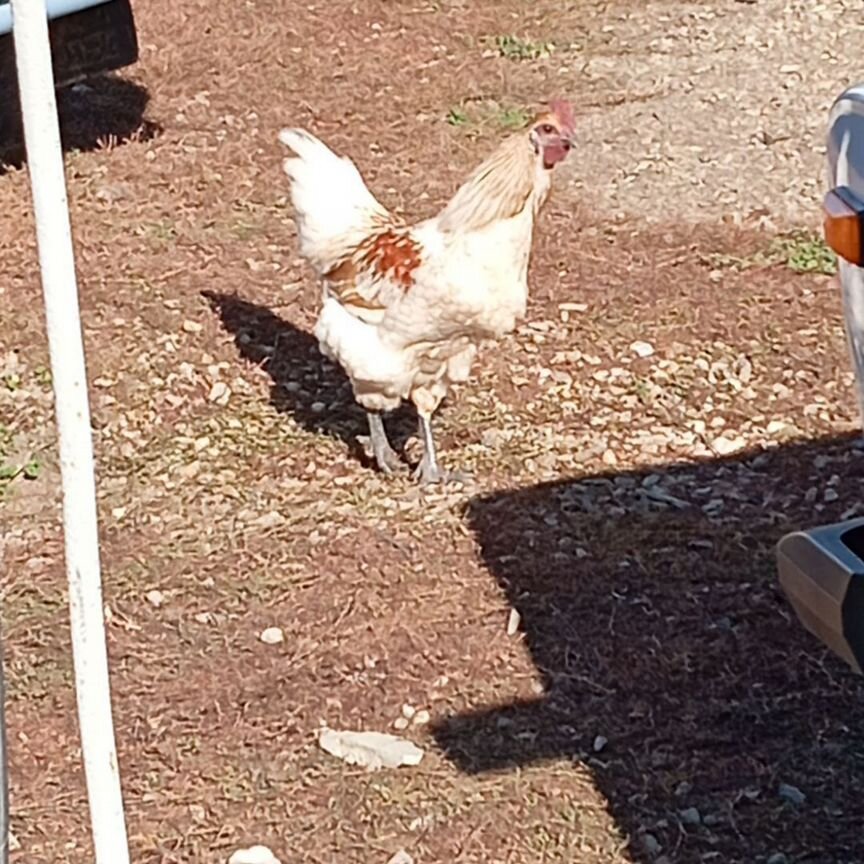 Петухи лакеданзи