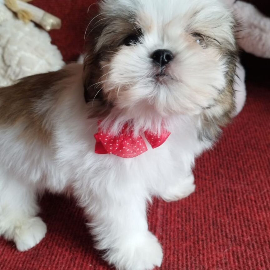 Мини джентльмен