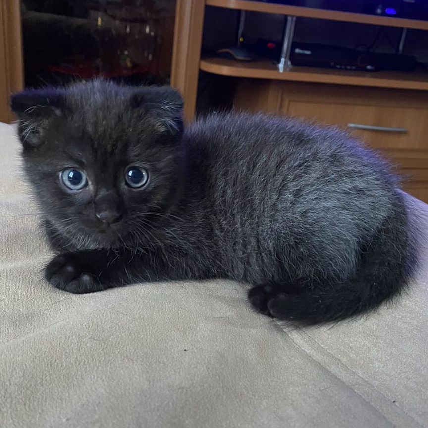 Шотландские вислоухий котенок