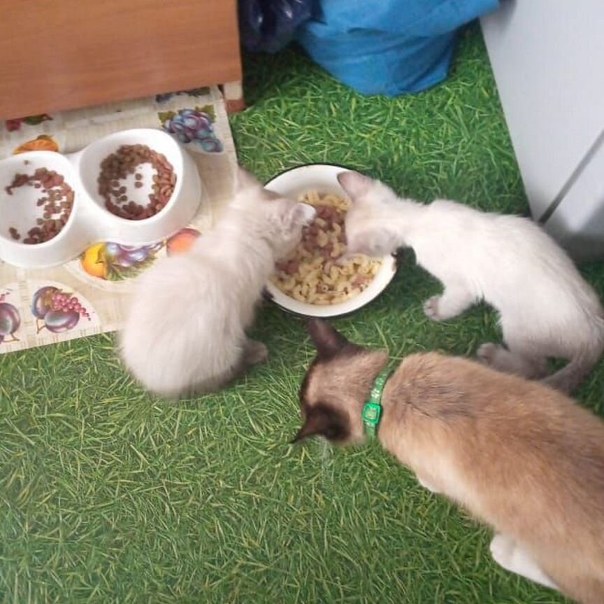 Котята Невские маскарадные