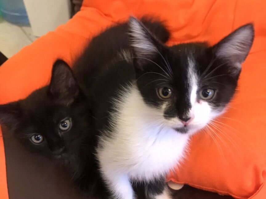 Котята в добрые руки