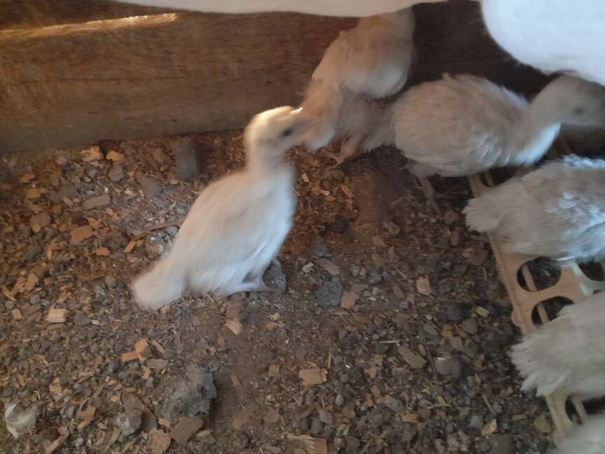 Индюшата степные