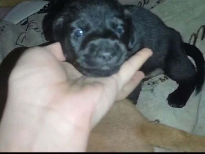 Щеночки в добрые руки