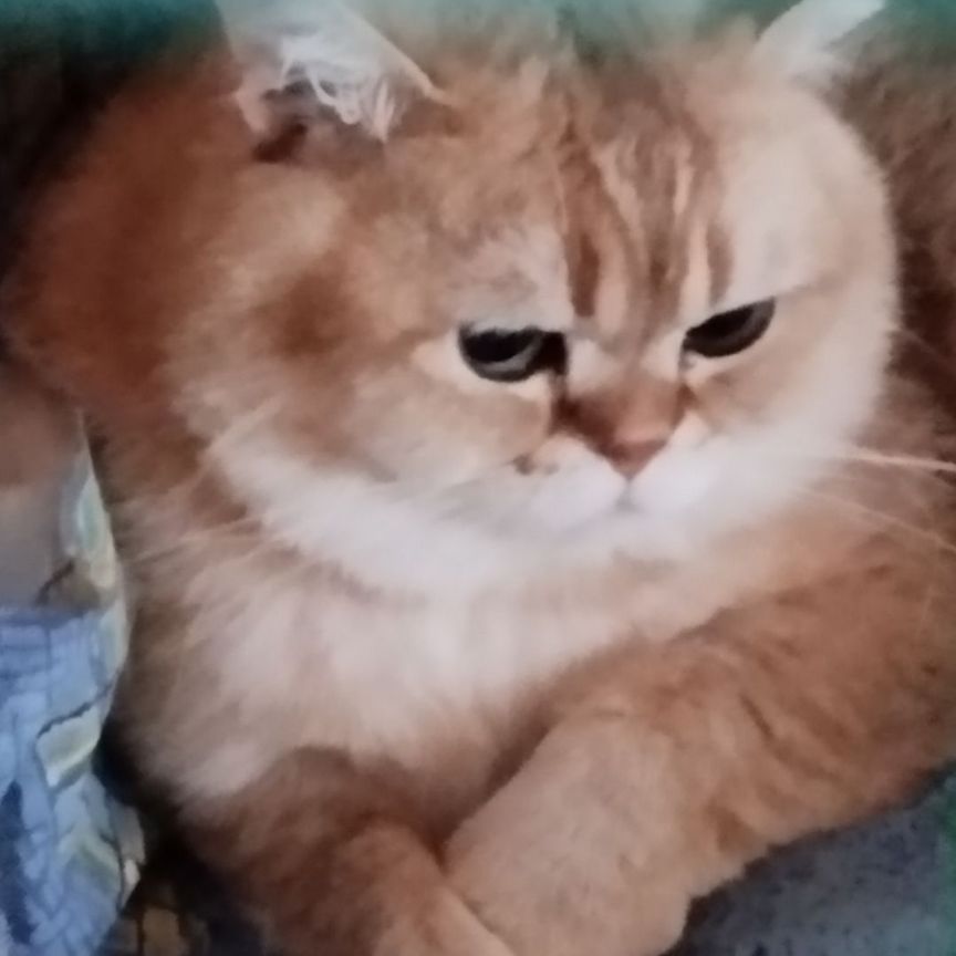 Золотой котик вязка