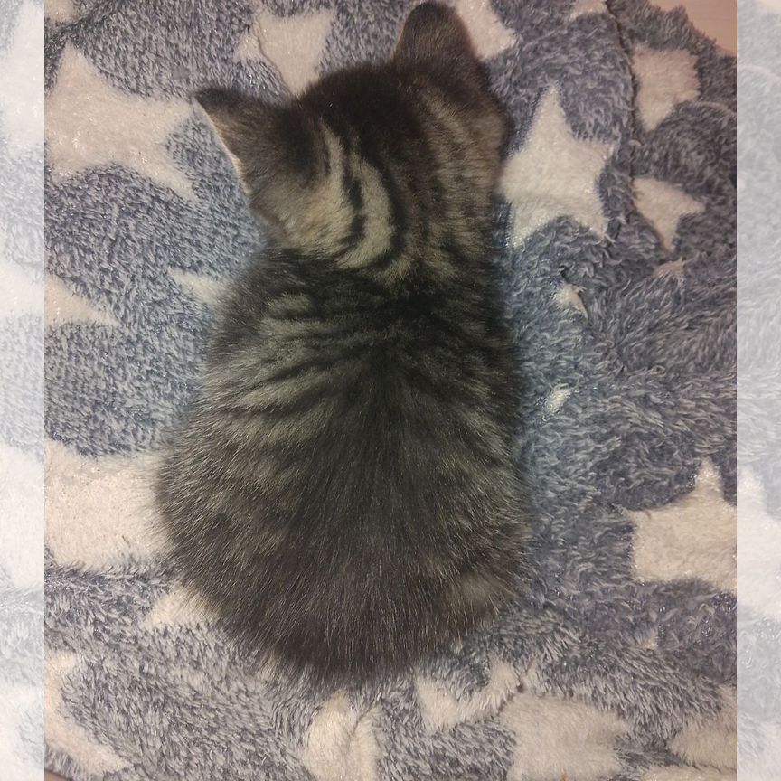 Котик грустный в добрые руки