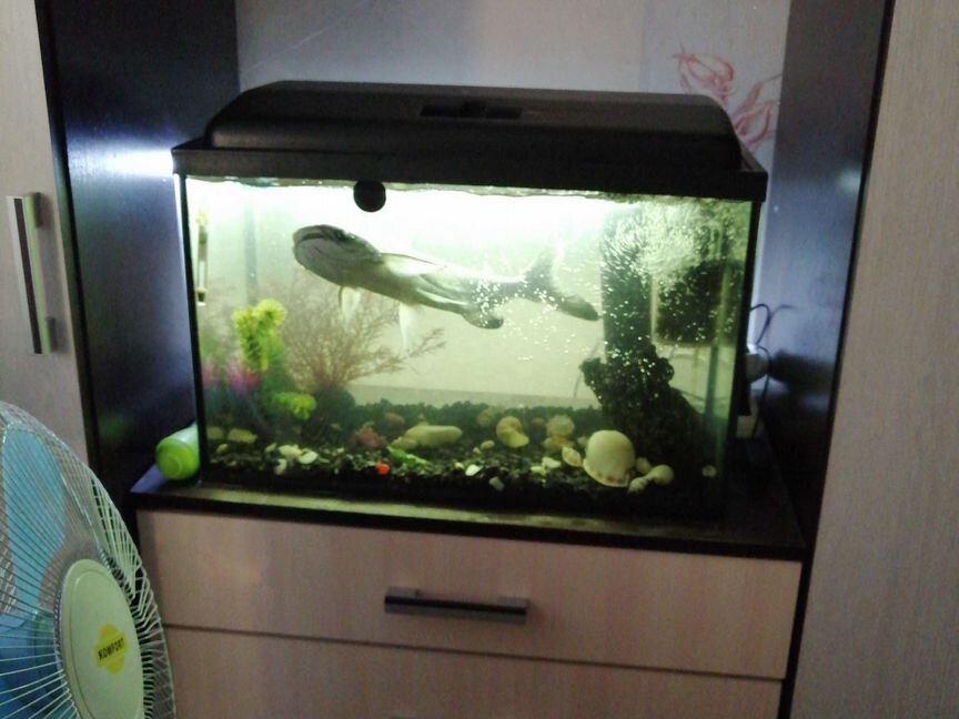 Аквариум 55л