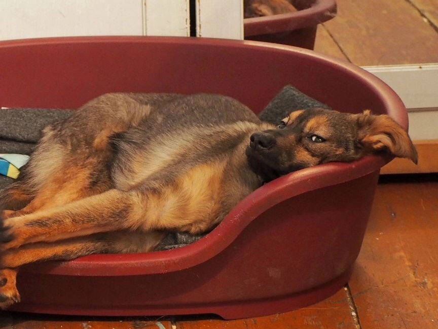 Прелестнейшее создание в добрые руки