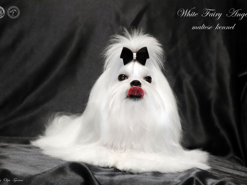 Подрощенный мальчик мальтезе для любви