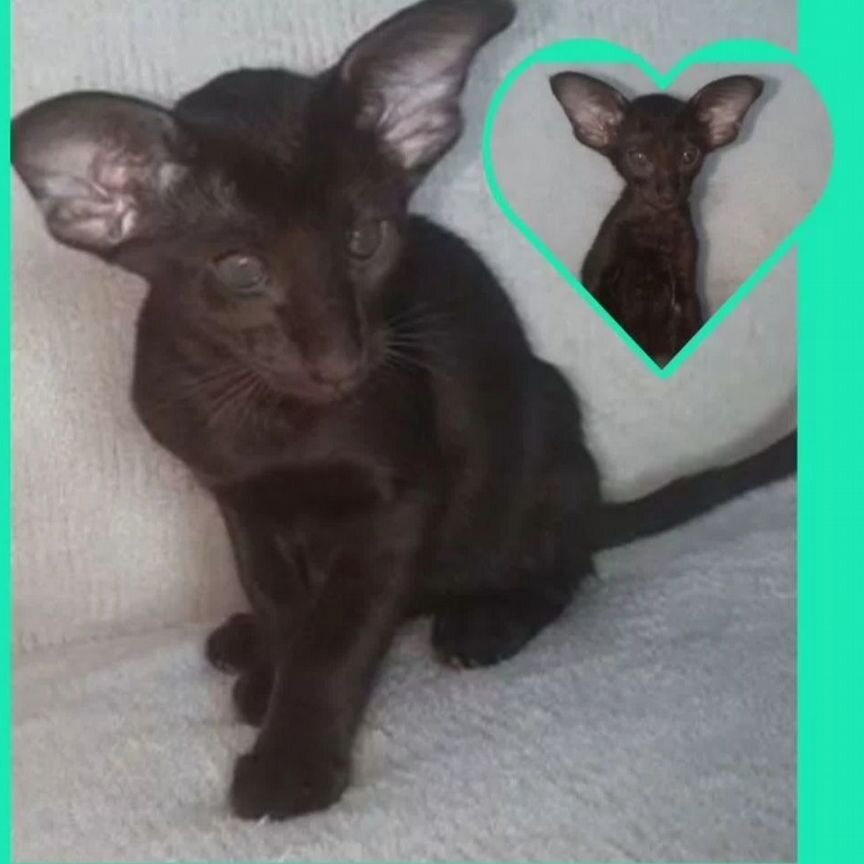 Ориентальный котёнок