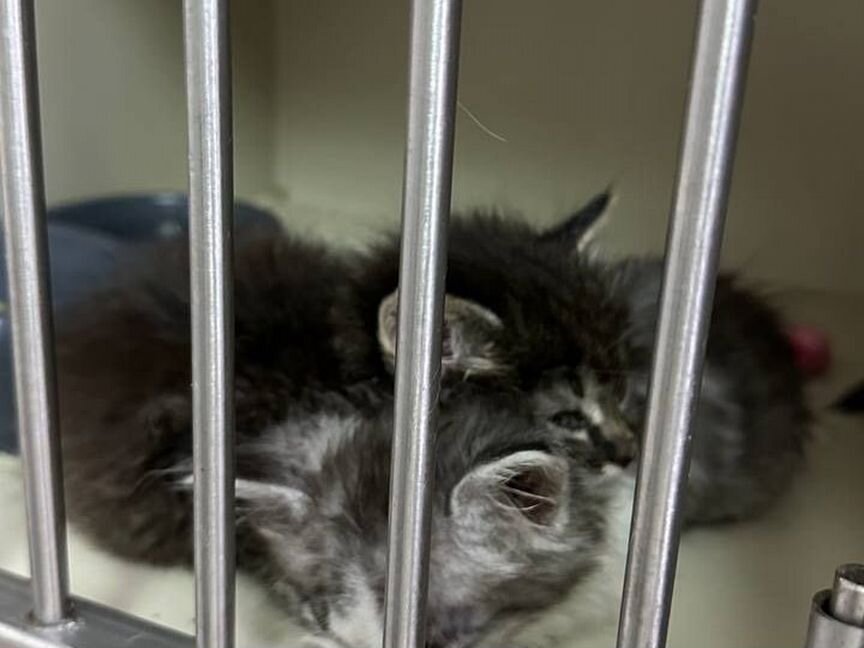 Котенок в добрые руки