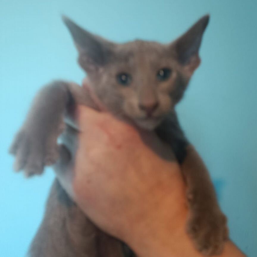 Ориентальный котёнок