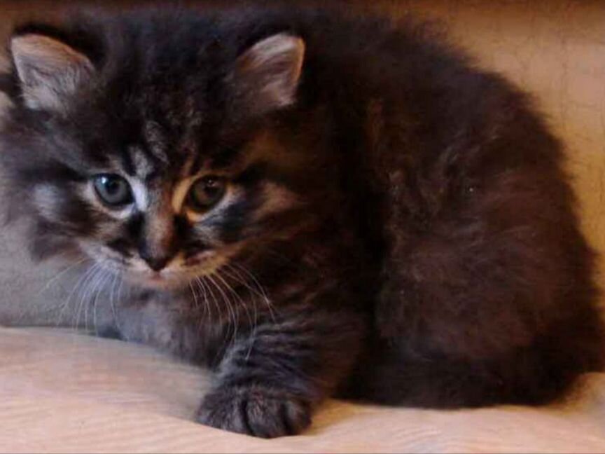 Пуховые сибирята