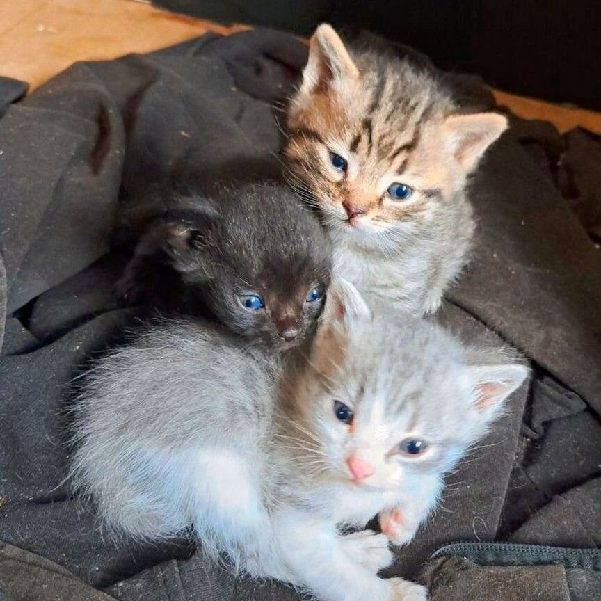 Котята в добрые руки бесплатно