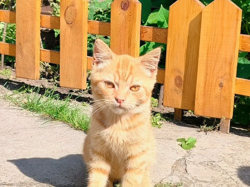 Британский котенок