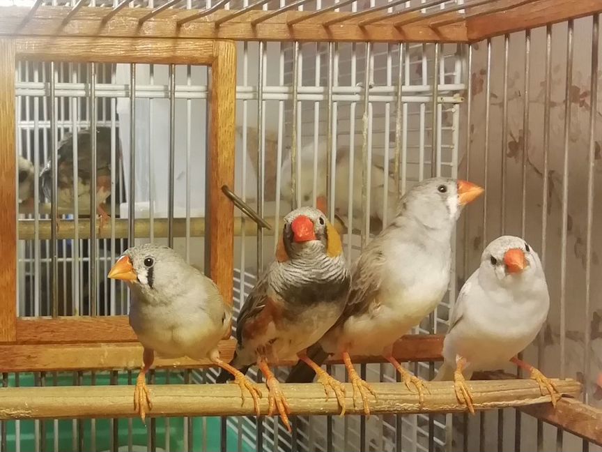 Зебровые амадины