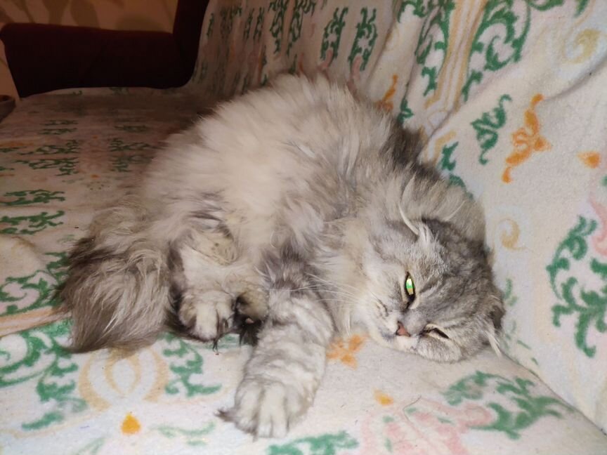 Кошки в добрые руки