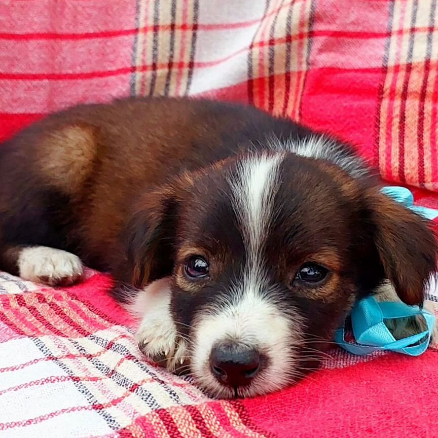 Крохотный Арчи в дар