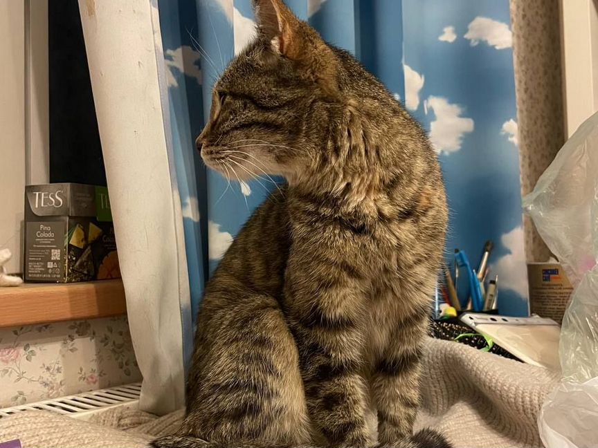 Кошечка ищет себе дом