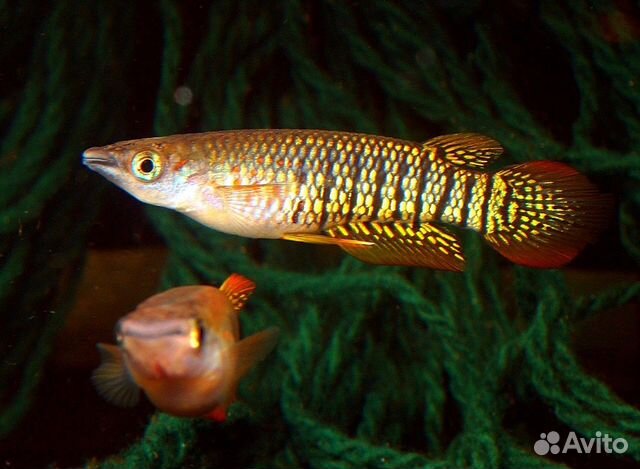 Линеатус (Aplocheilus lineatus)