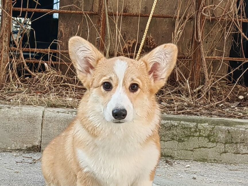 Вельш-корги пемброк