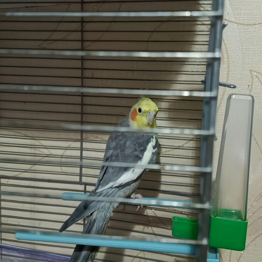 Попугай Корелла