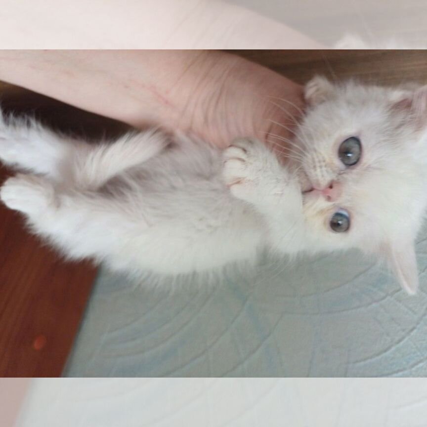 От породистых родителей котята экзоты разного окра