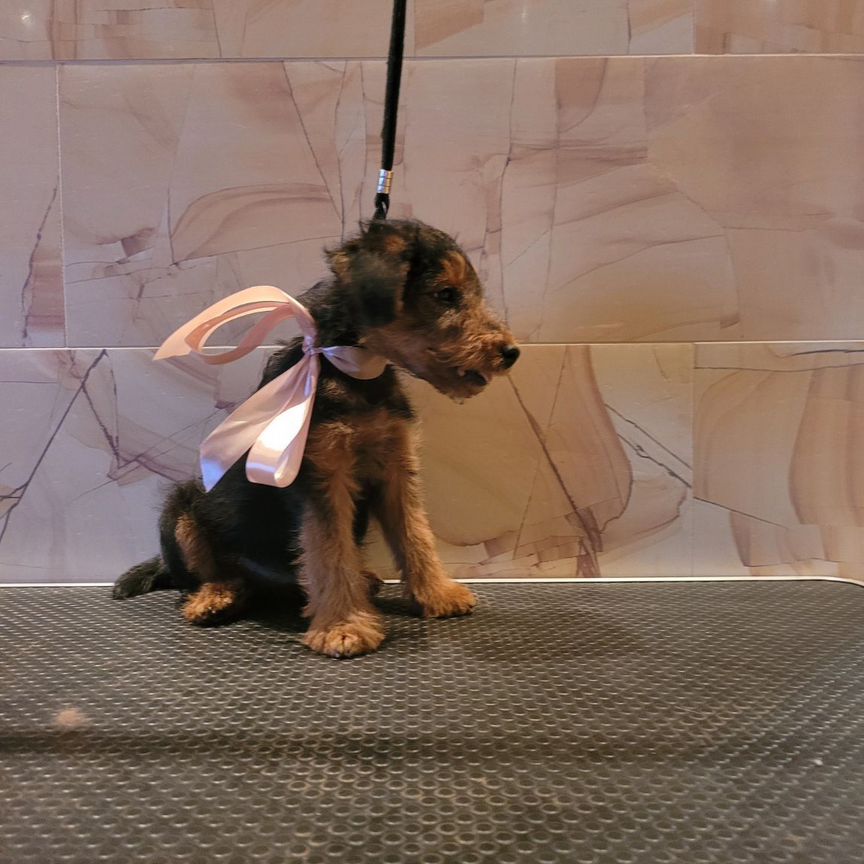 Щенки вельштерьера