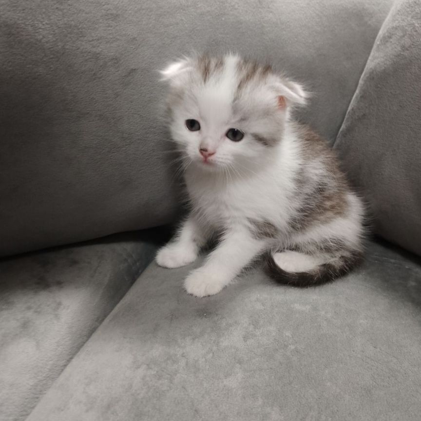 Шотландская помесь