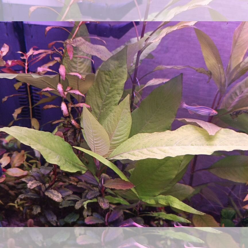 Растение аквариумное