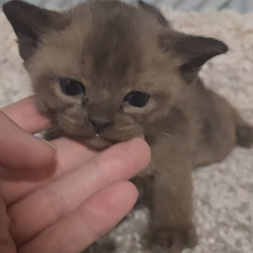 Европейский бурманский котёнок