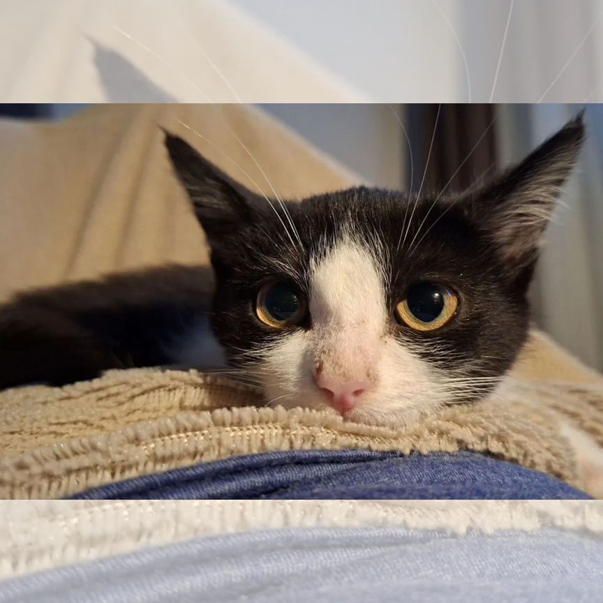 Котёнок в добрые руки