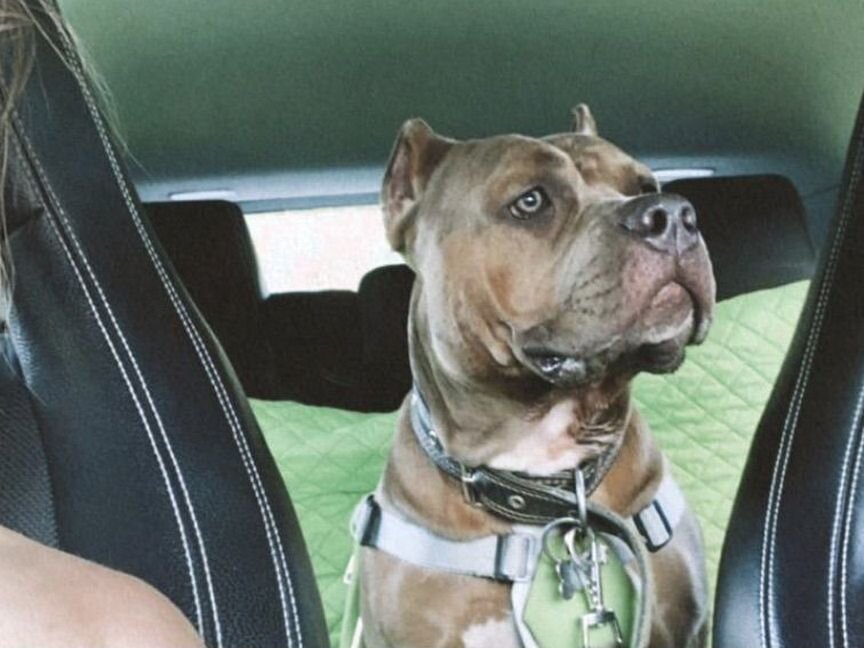 Американский булли классик