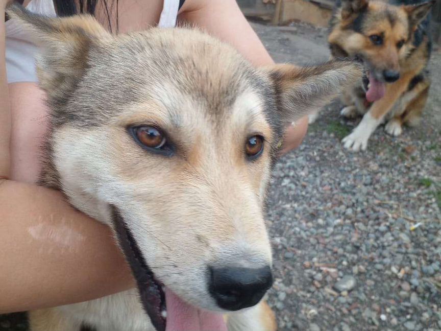 Хаски-маламут