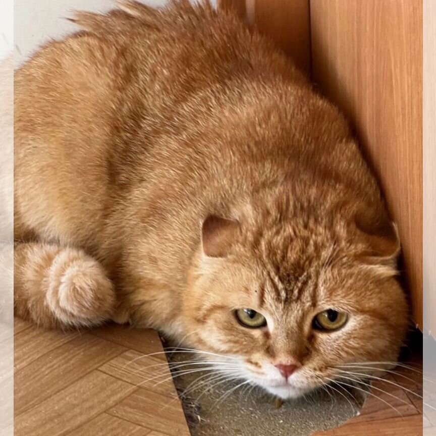 У кошки нулевые шансы на пристрой