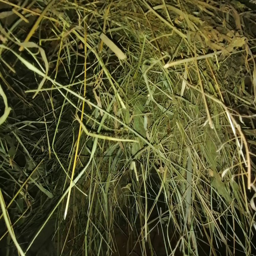 Сено в мешках Костёр, Люцерна