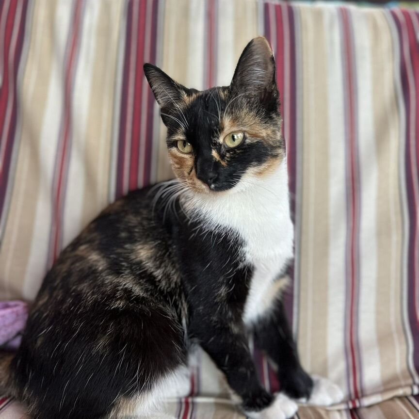 Кошка в дар бесплатно